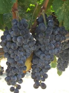 HOME - Grapevines Galore