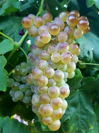 Marsanne - Grapevines Galore