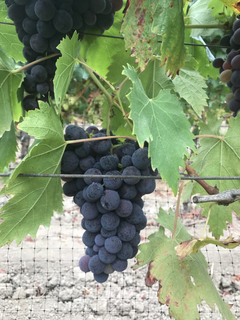 HOME - Grapevines Galore