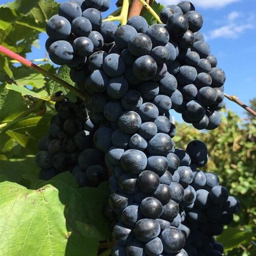 HOME - Grapevines Galore