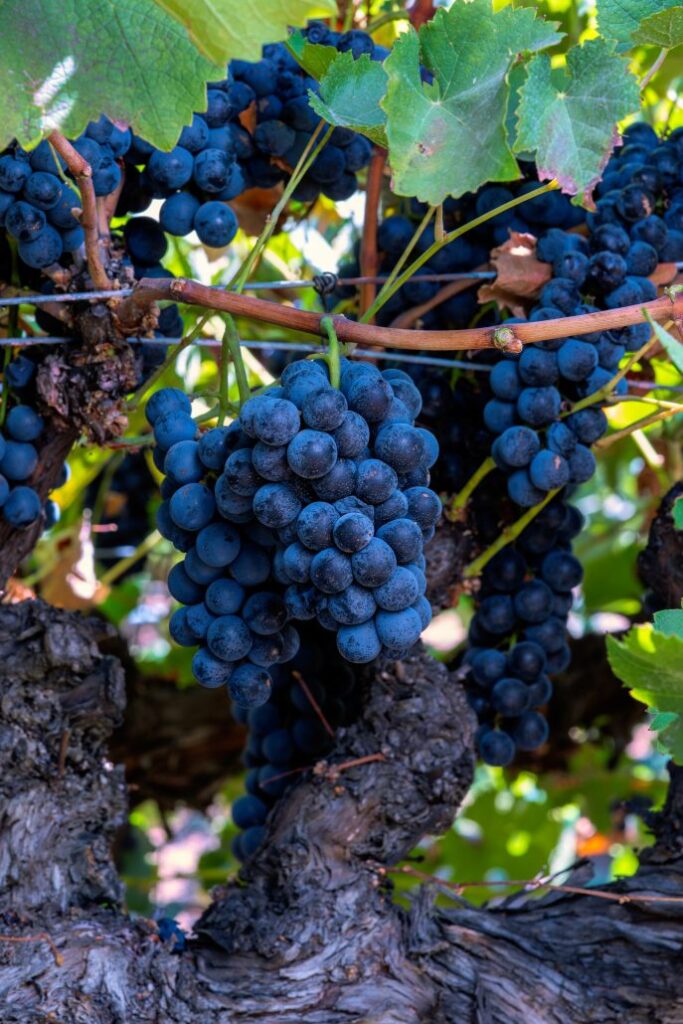HOME - Grapevines Galore